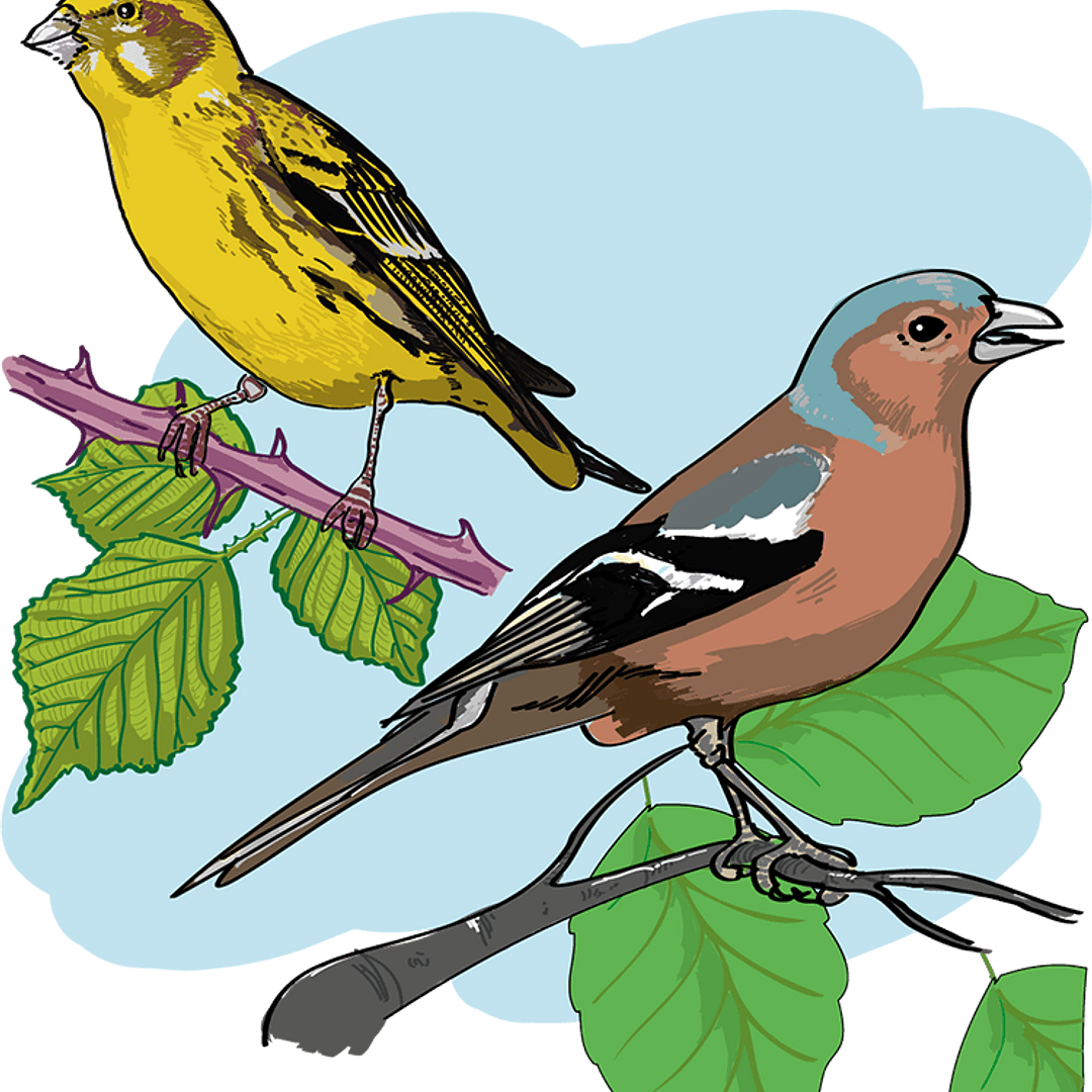 Finken | wort.schule